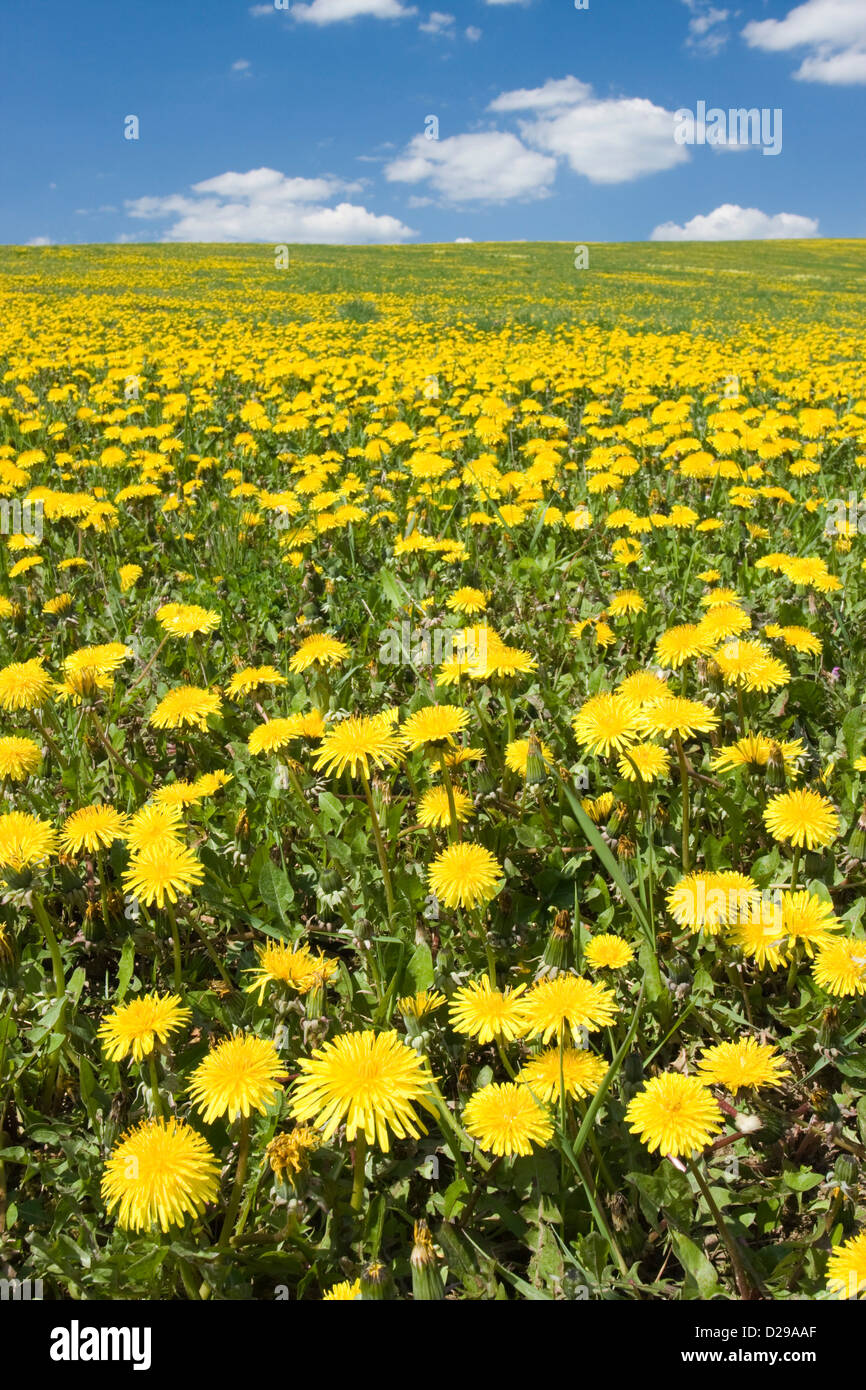 Spring landscape with dandelions Stock Photo - Alamy