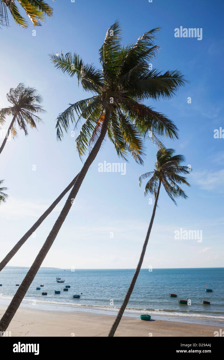Vietnam, Mui Ne, Mui Ne Beach, Palm Trees Stock Photo - Alamy