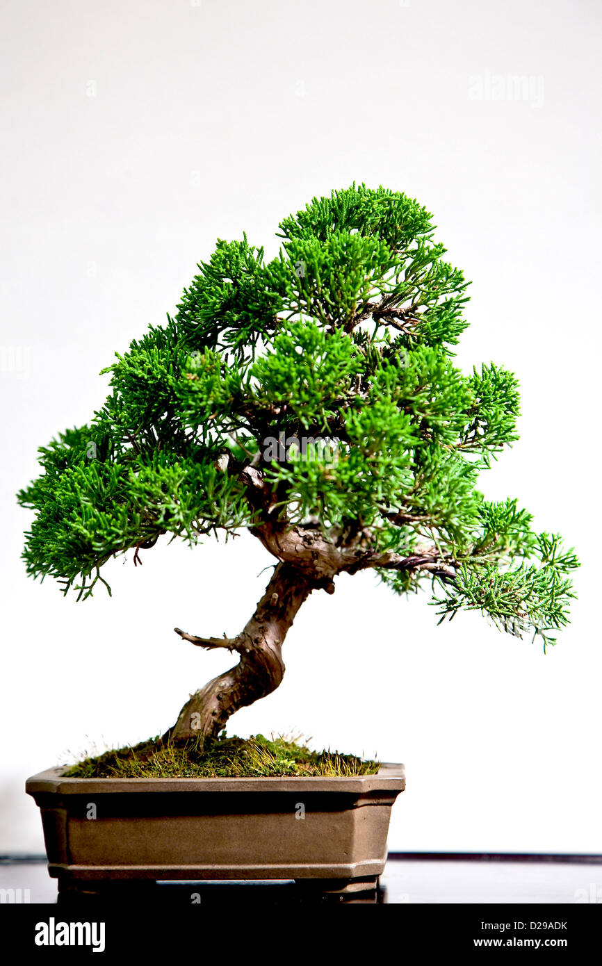 Mini bonsai hi-res stock photography and images - Alamy
