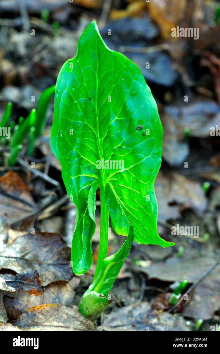 Lily foliage hi-res stock photography and images - Alamy