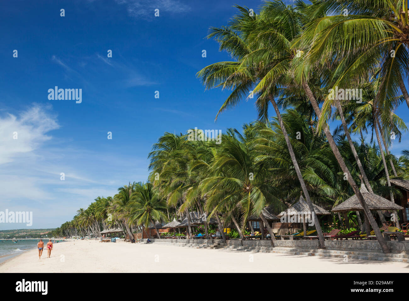 Vietnam, Mui Ne, Mui Ne Beach, Palm Trees Stock Photo - Alamy