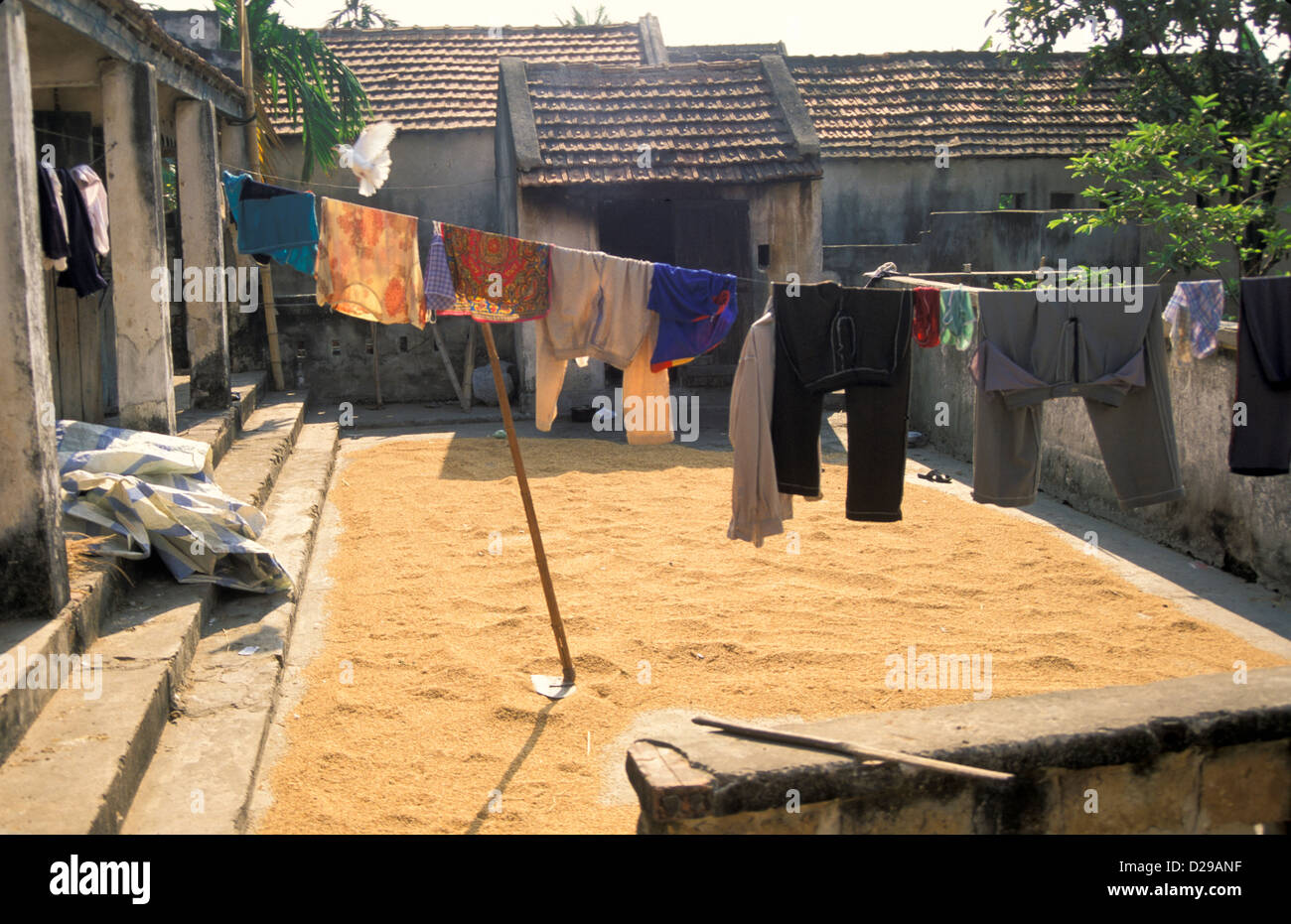 Vietnam. Clothes And Rice Drying In Courtyard Stock Photo - Alamy