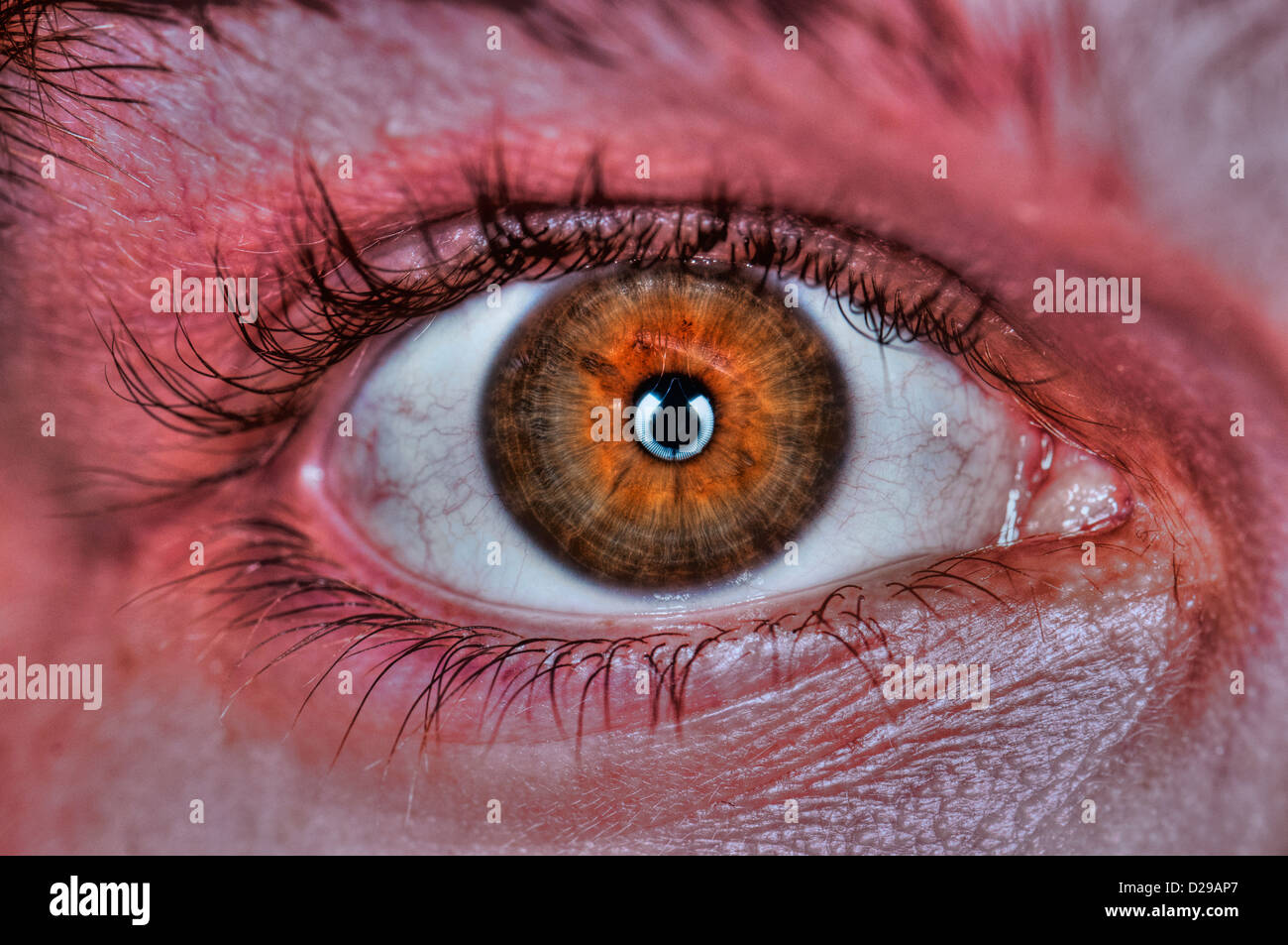 Extreme closeup of a human eye- Brown Stock Photo - Alamy
