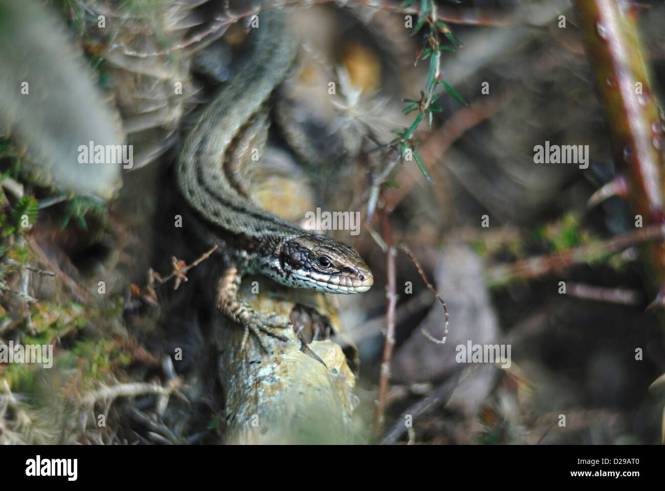 Common lizard reptile hi-res stock photography and images - Alamy