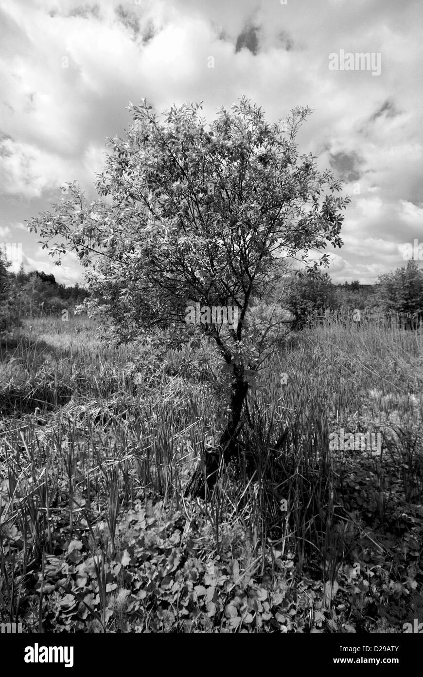 Tree with plants hi-res stock photography and images - Alamy