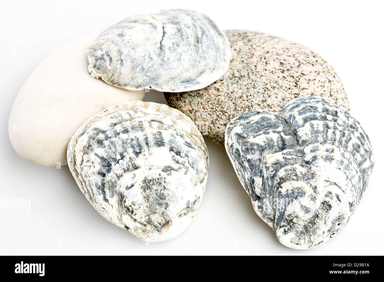 Close up shells stones hi-res stock photography and images - Alamy