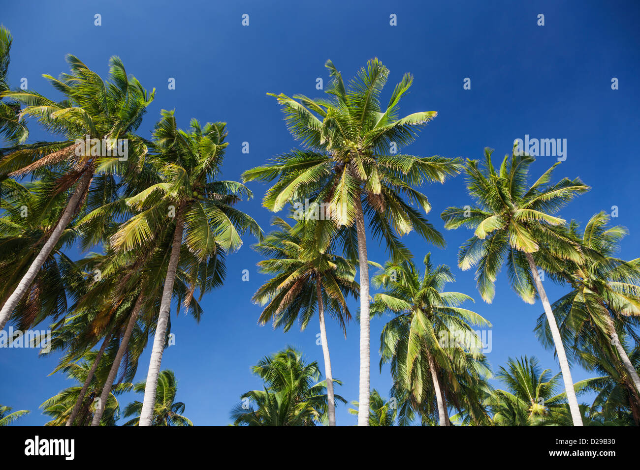 Vietnam, Mui Ne, Mui Ne Beach, Palm Trees Stock Photo - Alamy
