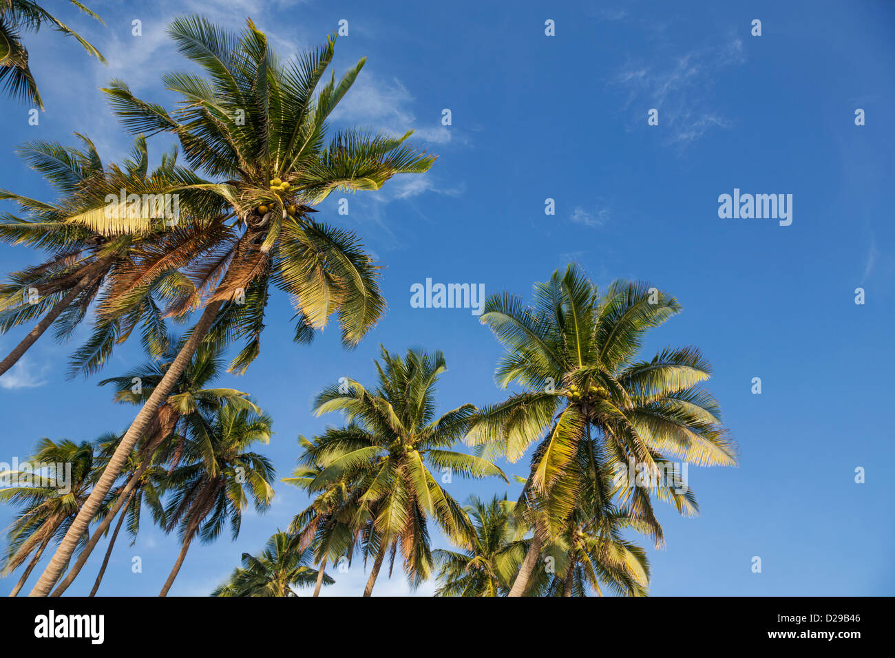 Vietnam, Mui Ne, Mui Ne Beach, Palm Trees Stock Photo - Alamy