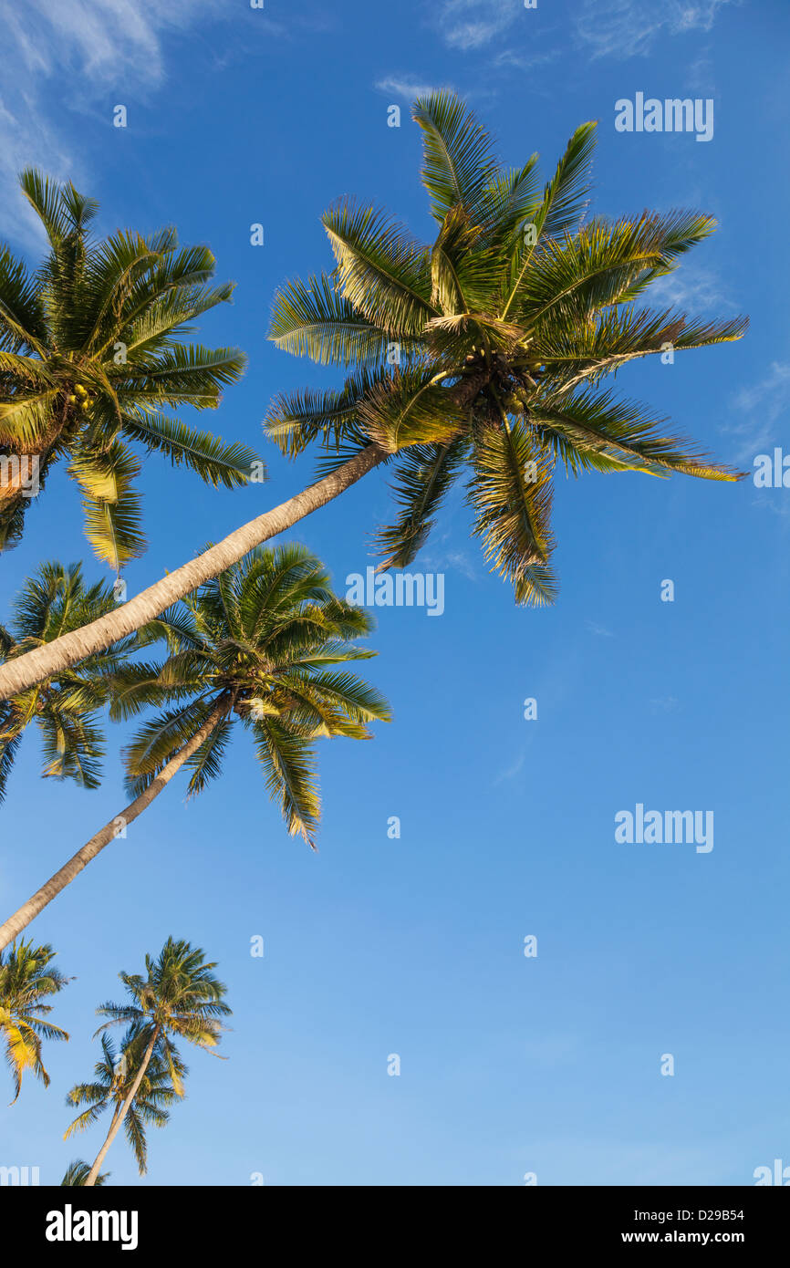 Vietnam, Mui Ne, Mui Ne Beach, Palm Trees Stock Photo - Alamy