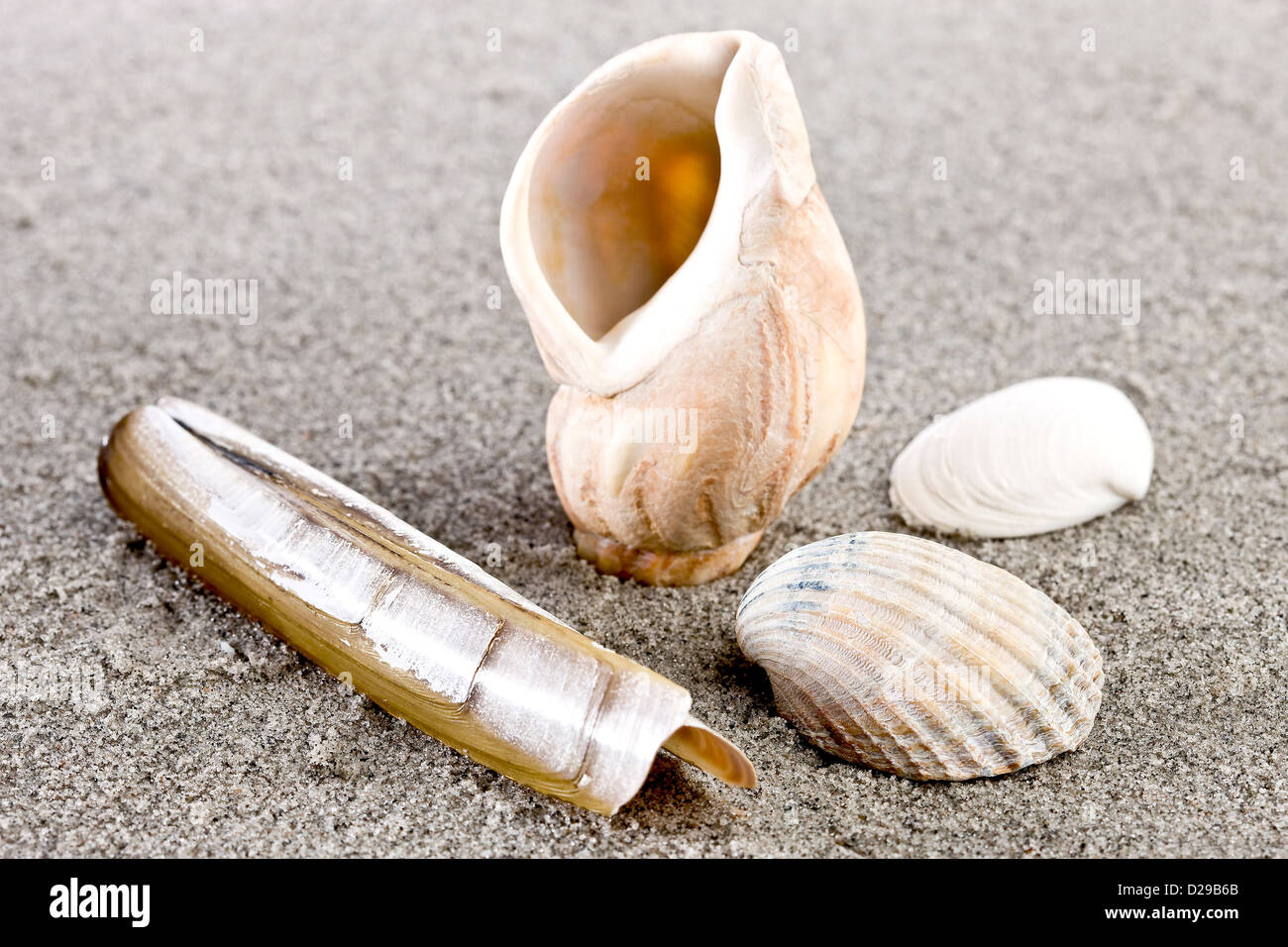 Shells on the beach Stock Photo - Alamy