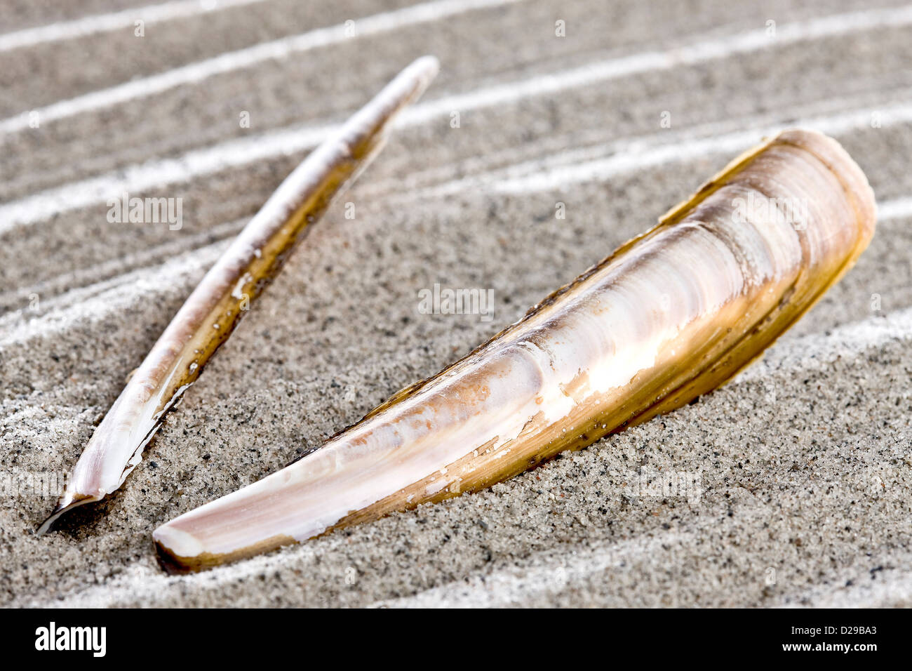 Jackknife hi-res stock photography and images - Alamy