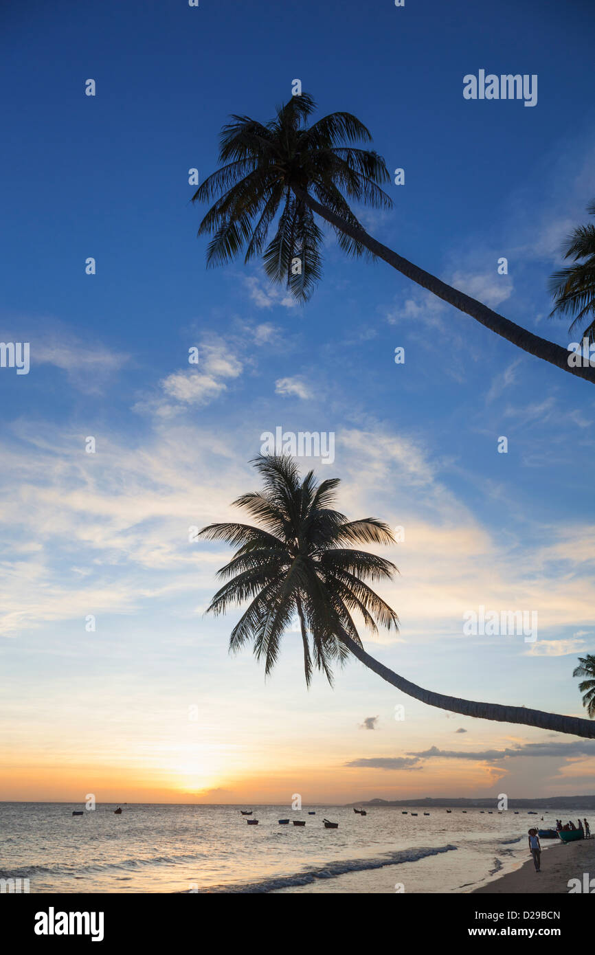 Vietnam, Mui Ne, Mui Ne Beach, Palm Tree at Sunset Stock Photo - Alamy