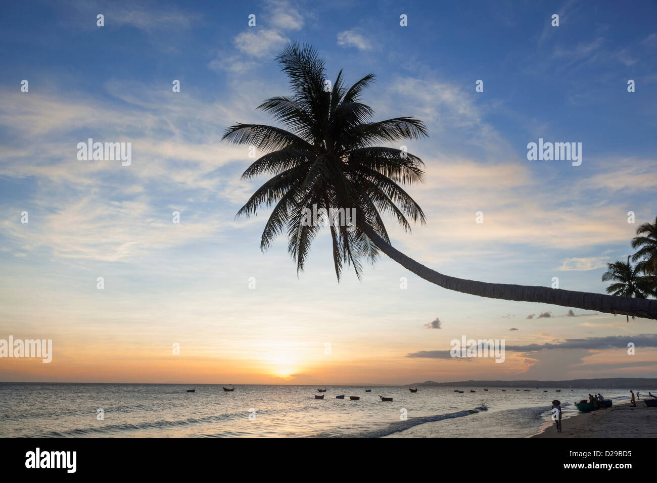 Vietnam, Mui Ne, Mui Ne Beach, Palm Tree at Sunset Stock Photo - Alamy