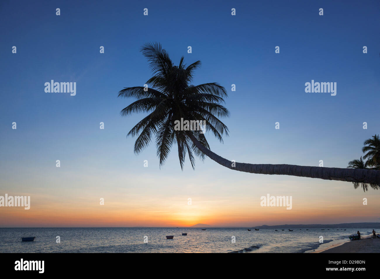 Vietnam, Mui Ne, Mui Ne Beach, Palm Tree at Sunset Stock Photo - Alamy