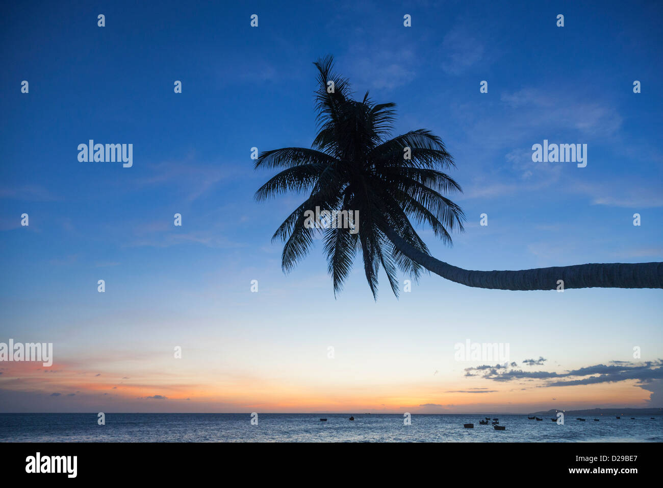 Vietnam, Mui Ne, Mui Ne Beach, Palm Tree at Sunset Stock Photo - Alamy