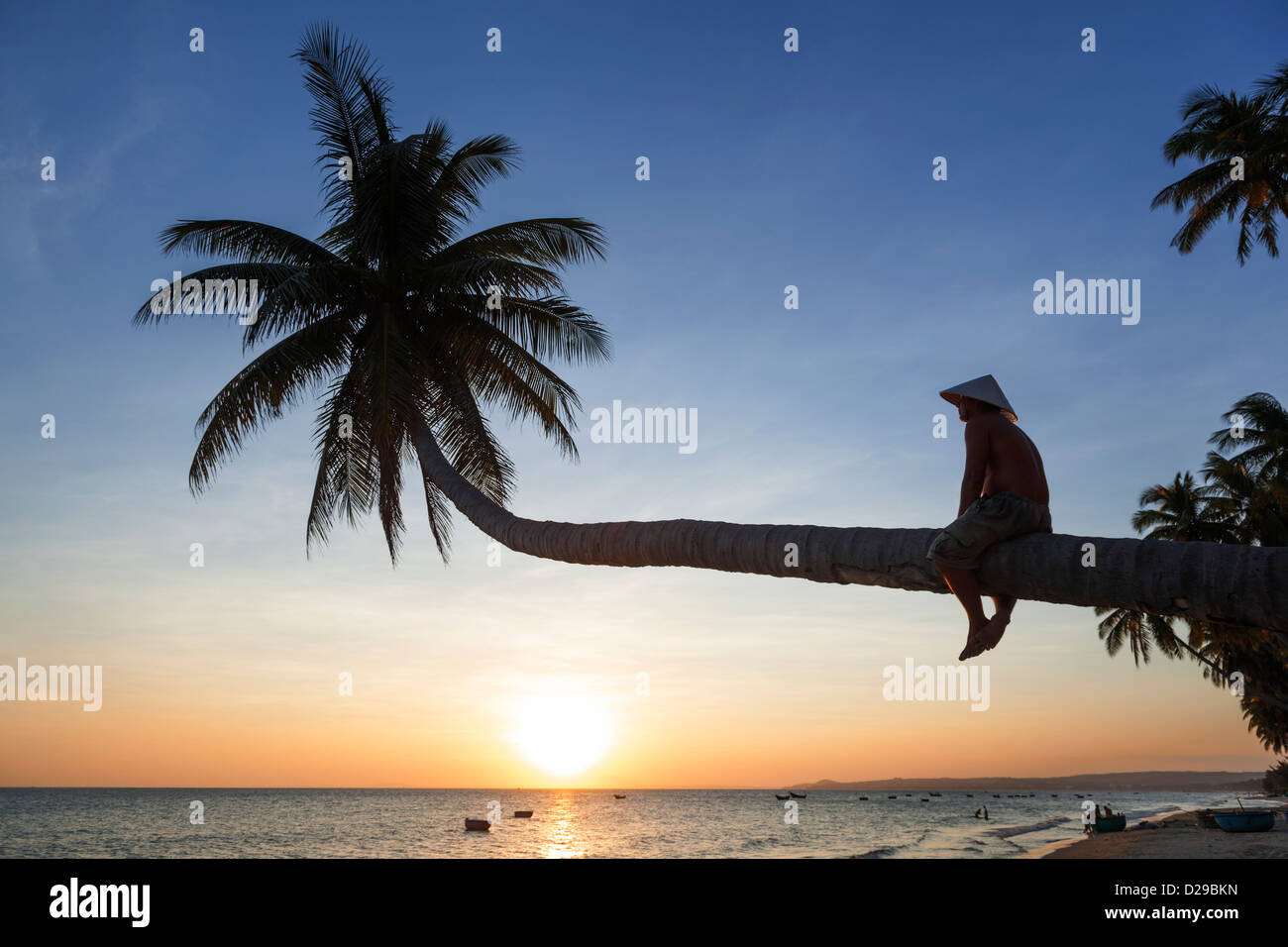 Vietnam, Mui Ne, Mui Ne Beach, Palm Tree at Sunset Stock Photo - Alamy