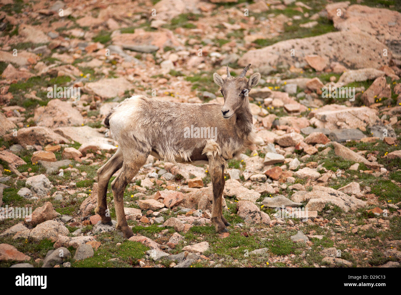 Big Horn Sheep Stock Photo - Alamy