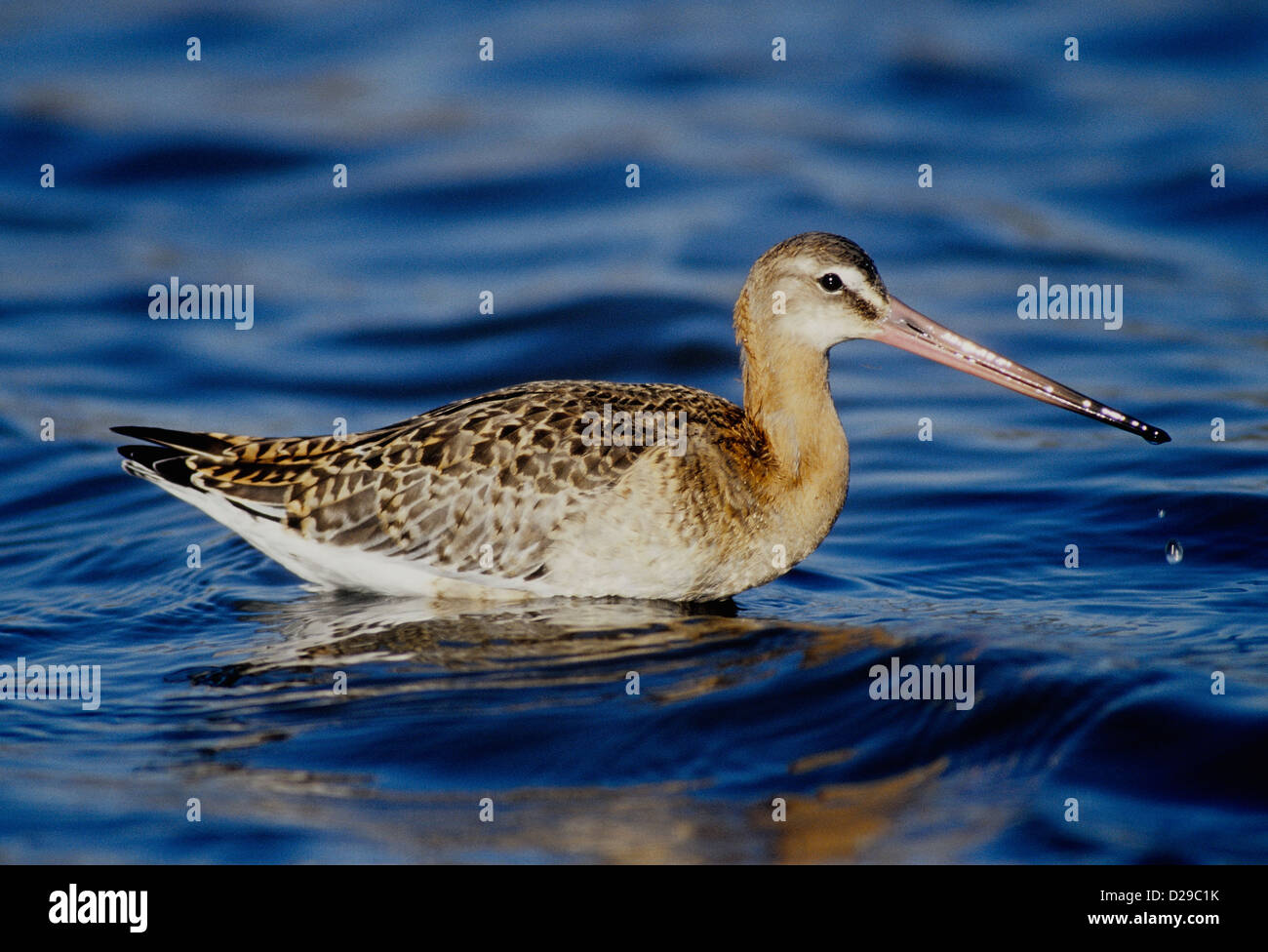 A black-tailed godwit Stock Photo - Alamy