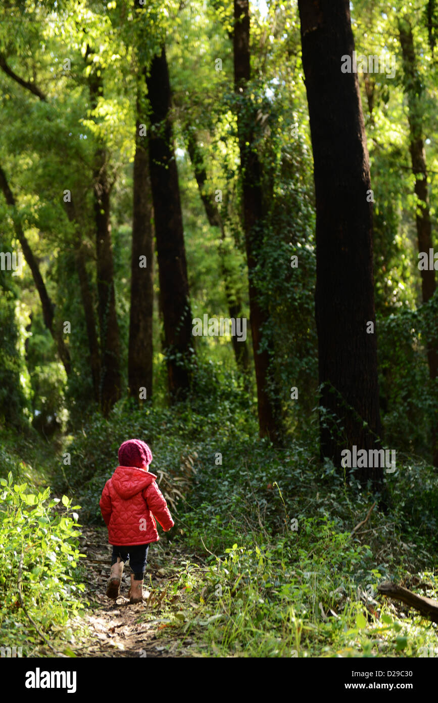 Greenery forests hi-res stock photography and images - Alamy