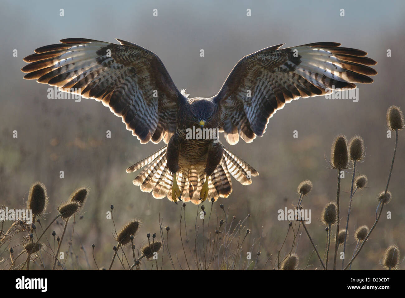 Common Buzzard with wings spread, backlit Stock Photo - Alamy