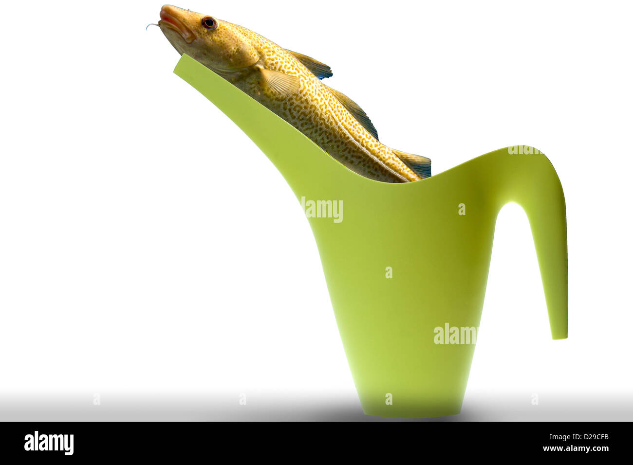 A fish in the watering can Stock Photo - Alamy
