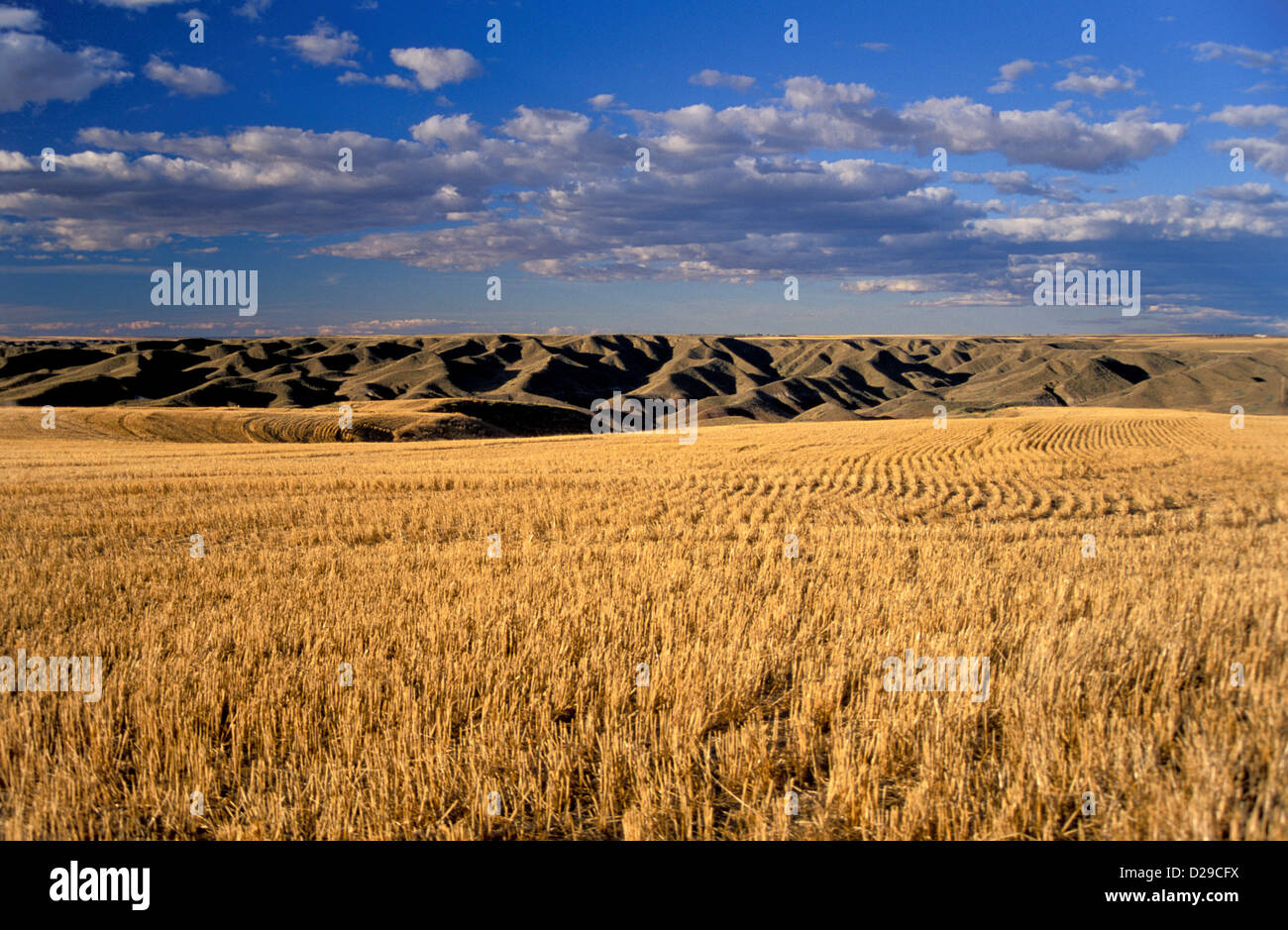 Montana. Field And Hills Stock Photo - Alamy