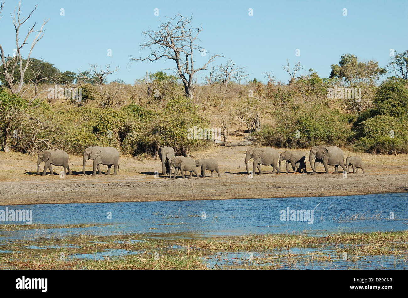 Botswana, Chobe National Park. Herd Of Elephants Stock Photo - Alamy