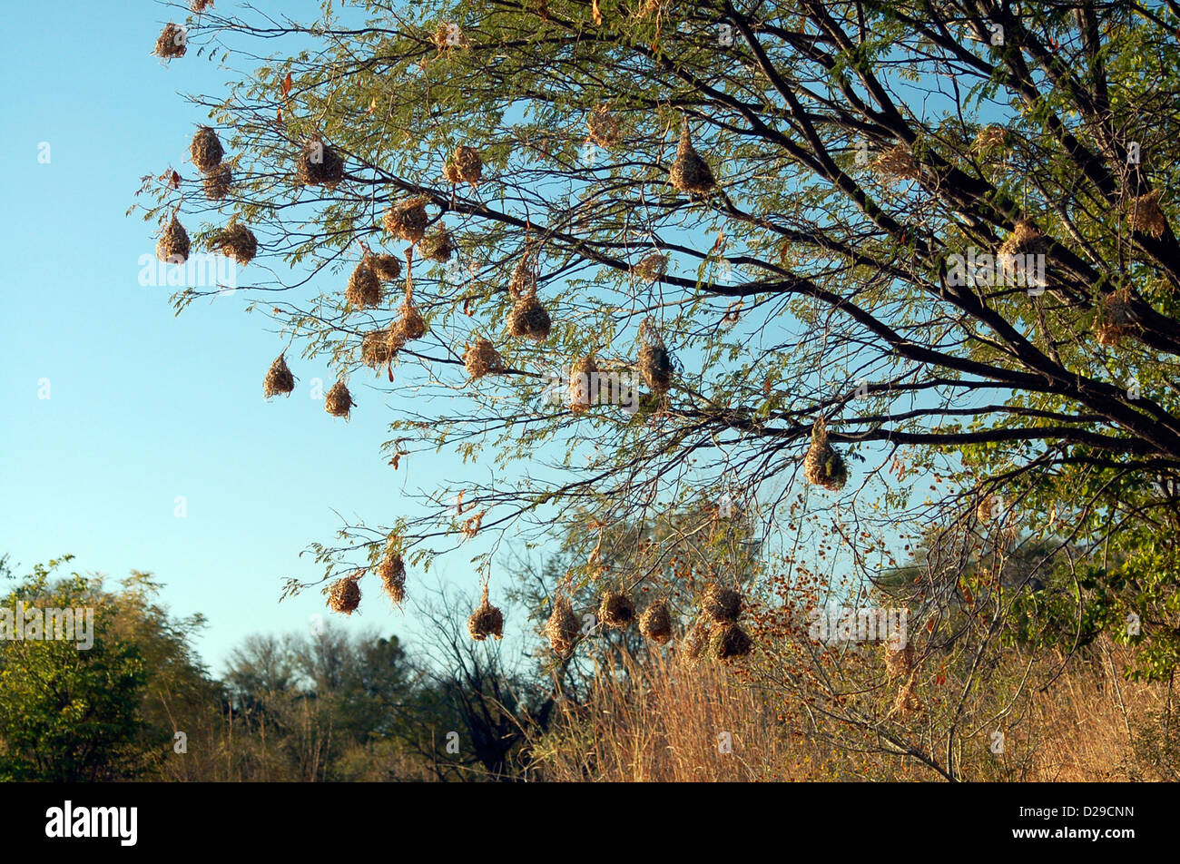 Nests of birds hi-res stock photography and images - Alamy