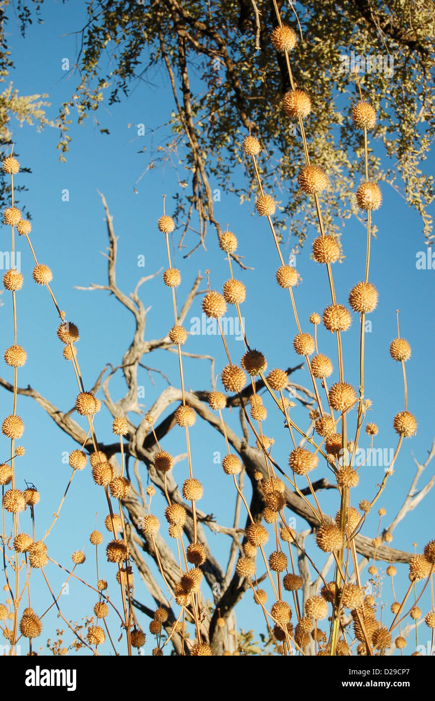 African Marijuana Plants Stock Photo - Alamy