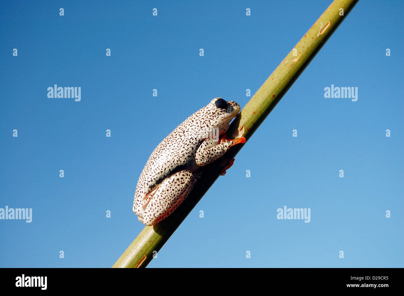 Moremi leopard frog hi-res stock photography and images - Alamy