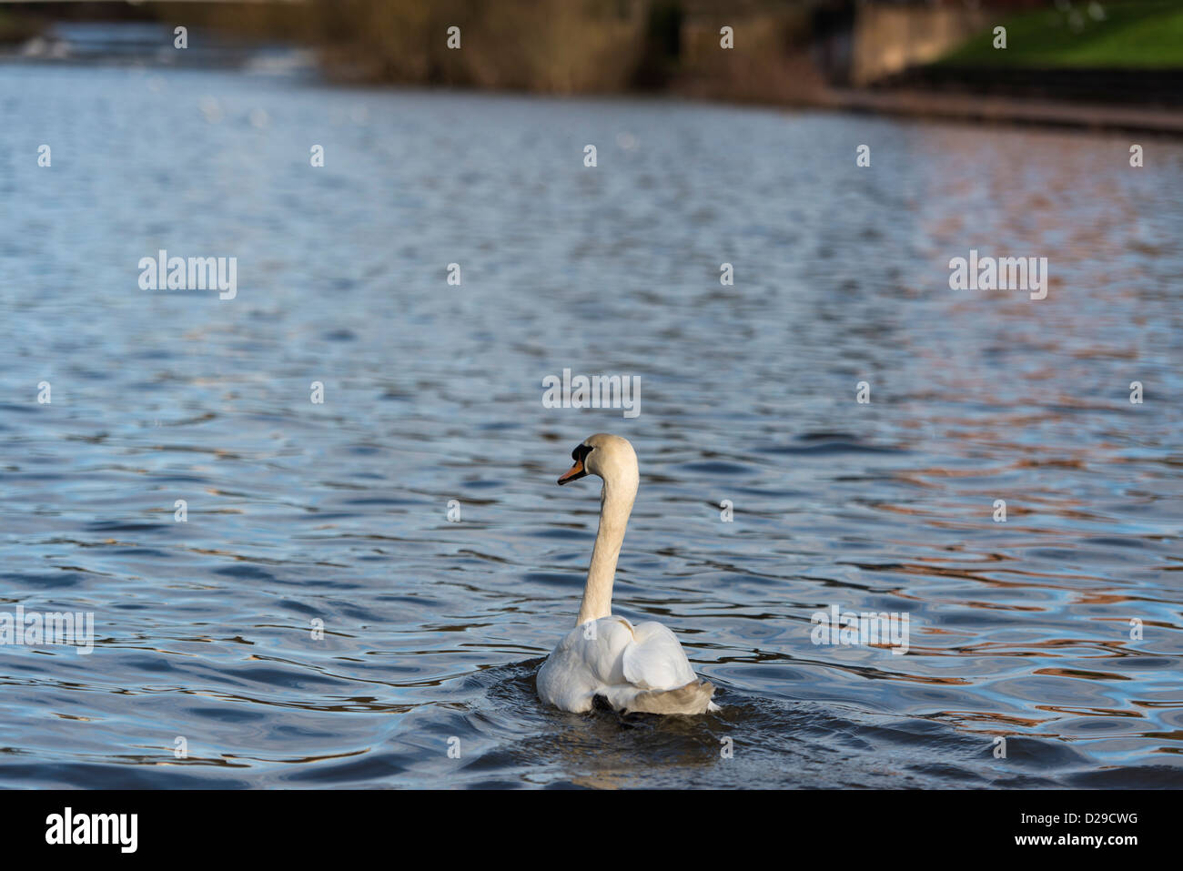 Exeter Devon England. January 15th 2013. A swan on the River Exe Stock ...