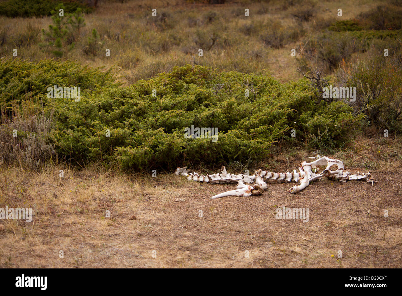 Elk skeleton bones hi-res stock photography and images - Alamy