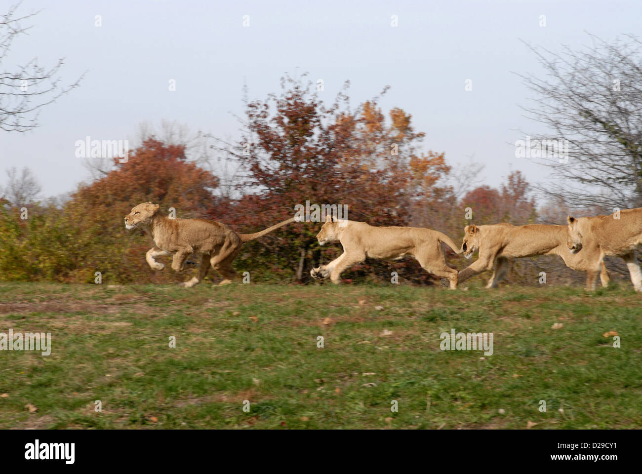 Female lions running Stock Photo - Alamy