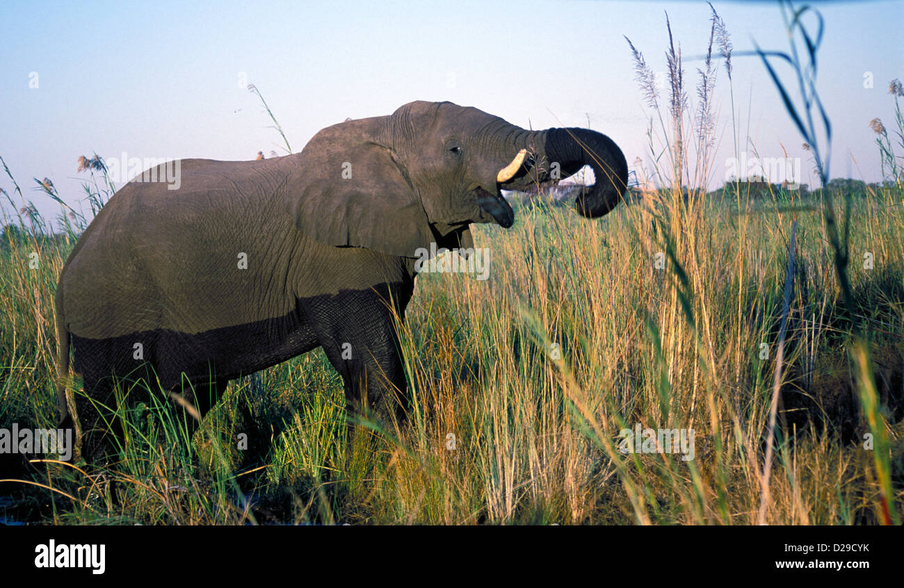 Africa. Namibia. Elephant Profile Stock Photo - Alamy