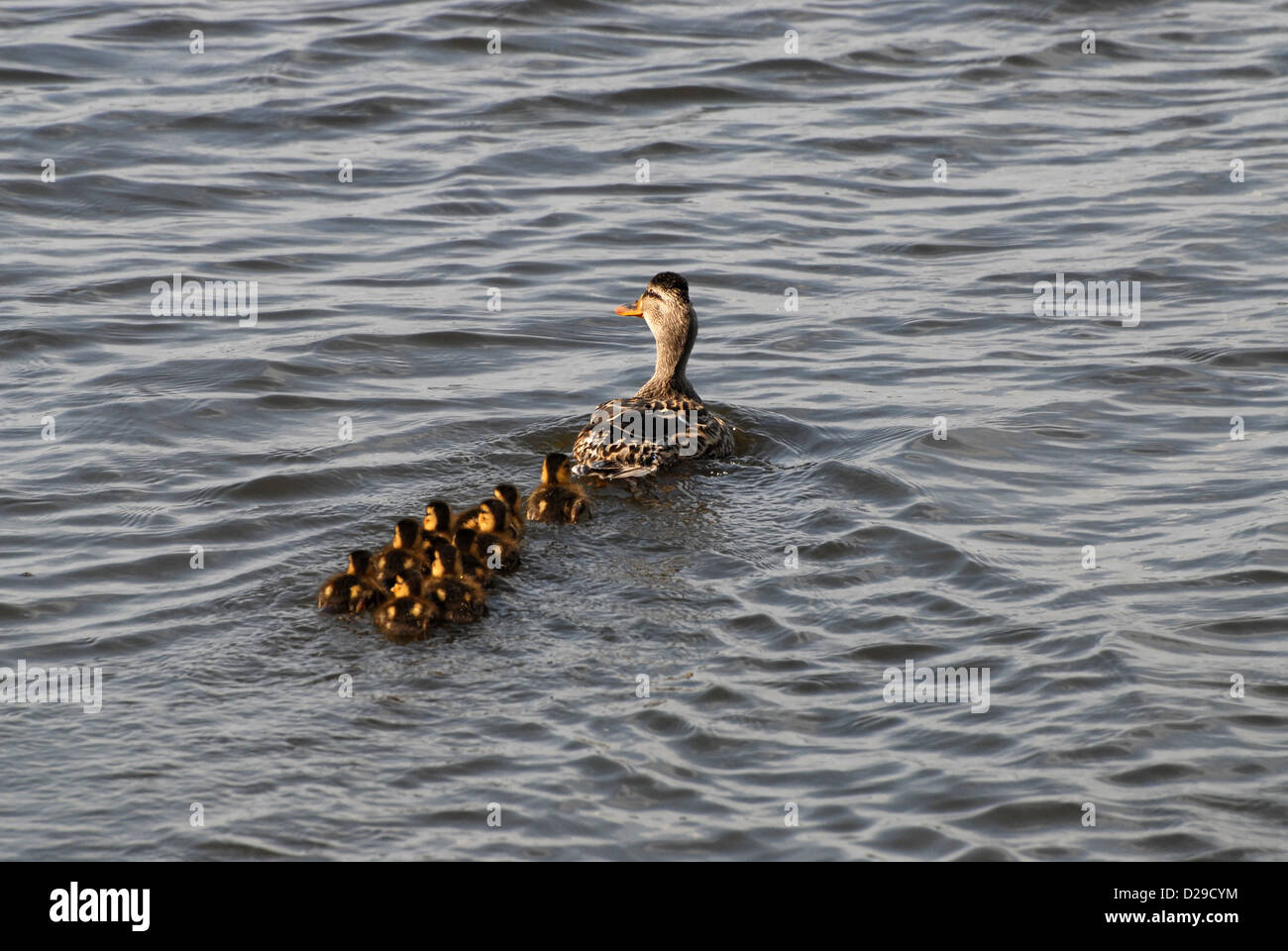 Female Mallard with nine duckling Stock Photo - Alamy