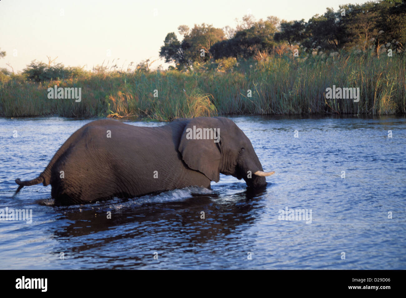 Africa. Namibia. Elephant Crossing River Stock Photo - Alamy