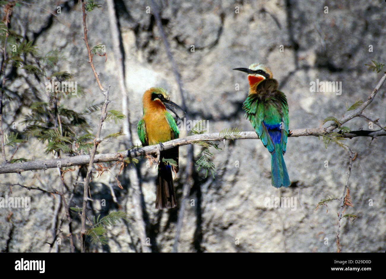 Africa. Namibia. Pair Of African Bee Eaters Stock Photo - Alamy