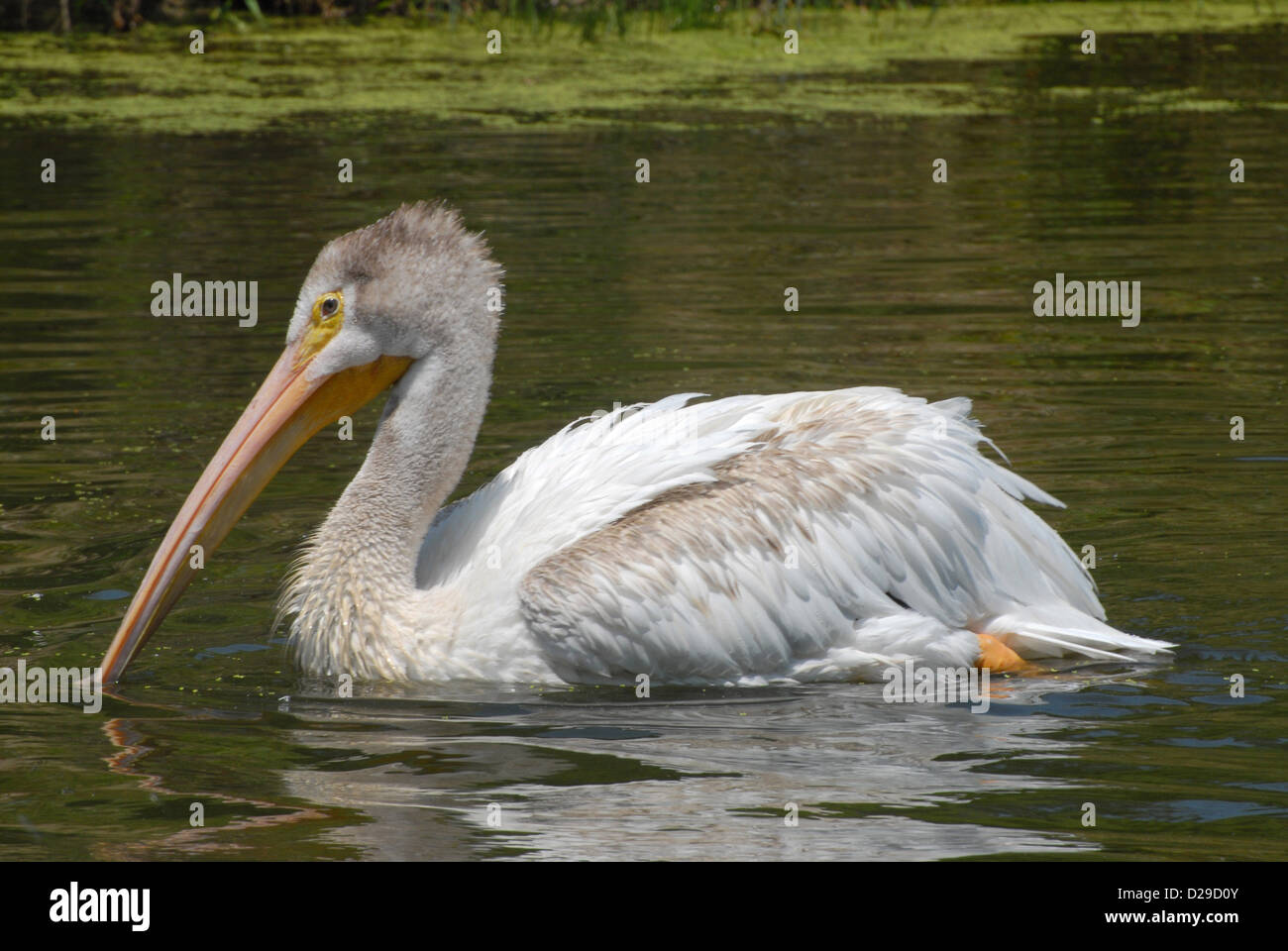 American white pelican side view hi-res stock photography and images ...