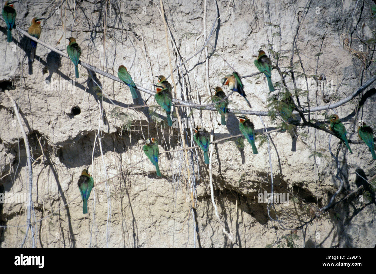 Africa. Namibia. African Bee Eaters Stock Photo - Alamy