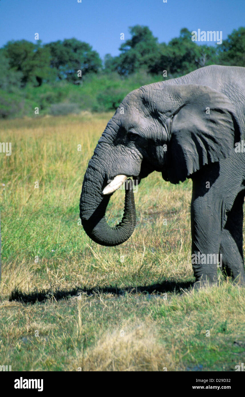 Africa. Zimbabwe. Hwange National Park. Elephant Trunk Profile Stock ...