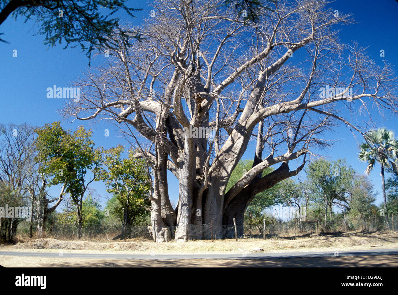 Africa. Zimbabwe. Baobab Tree Stock Photo - Alamy