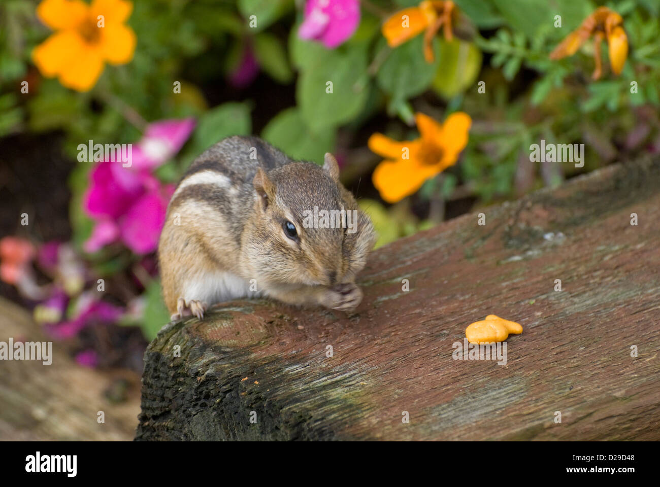 Praying animal hi-res stock photography and images - Alamy