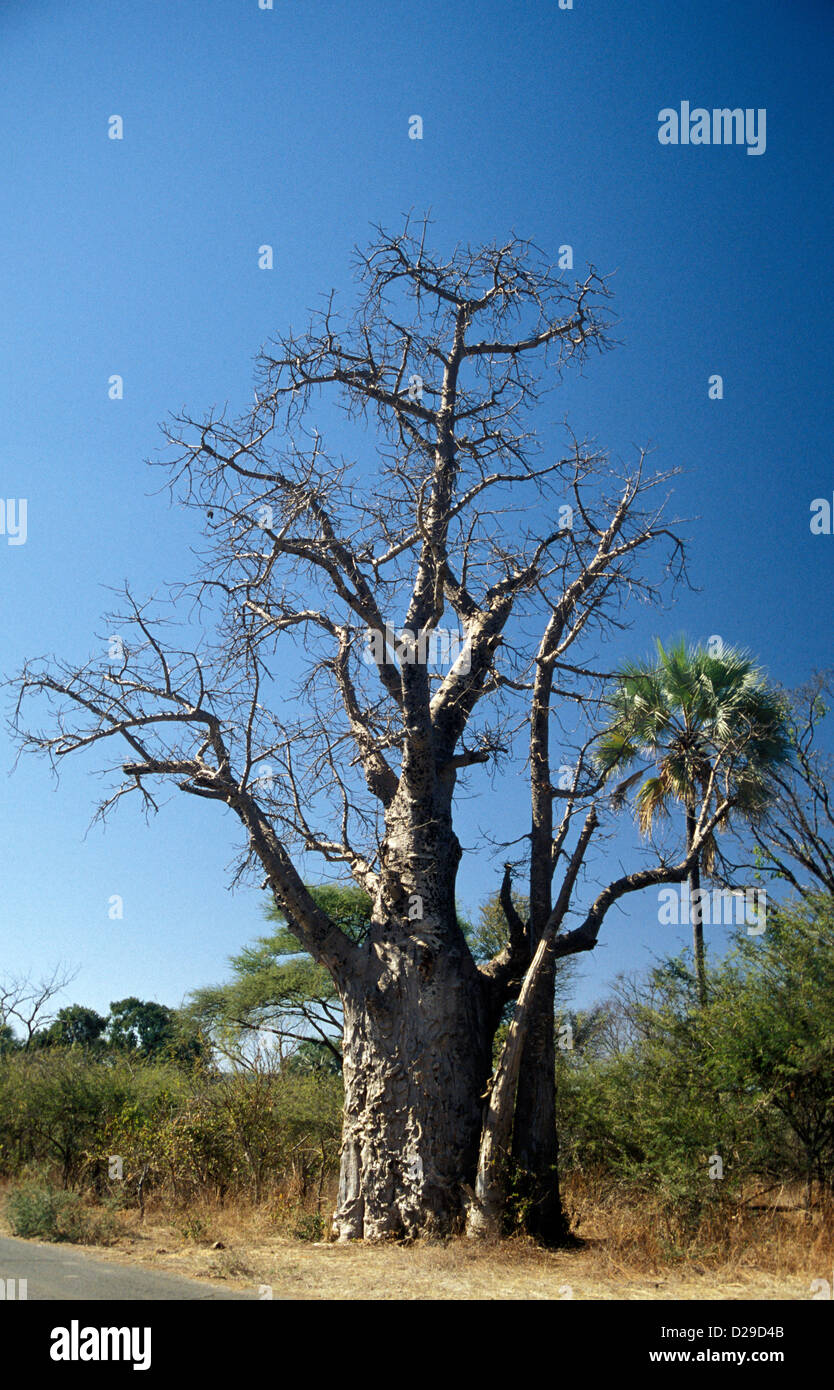 Africa. Zimbabwe. Baobab Tree Stock Photo - Alamy