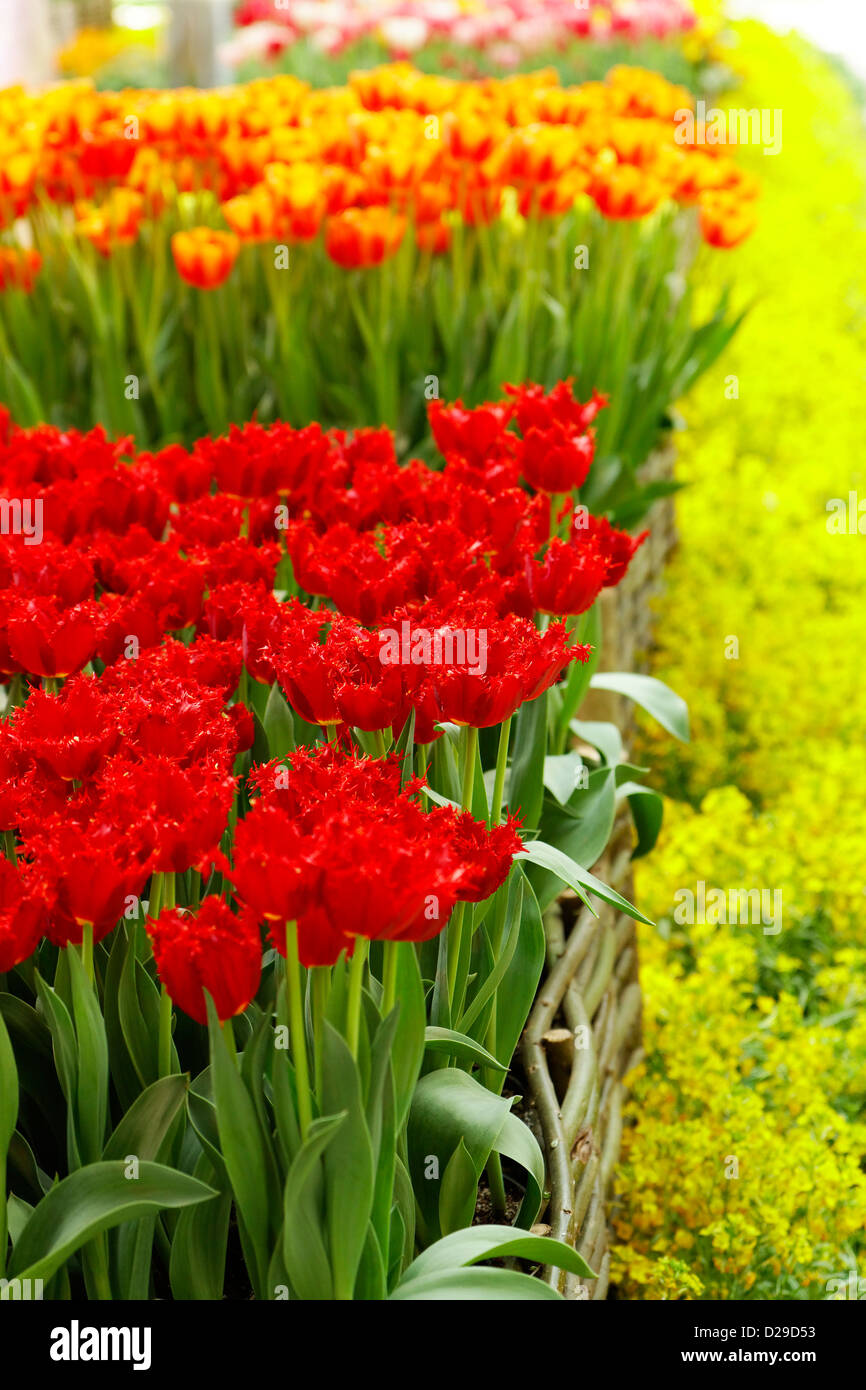 Tulip flower bed hi-res stock photography and images - Alamy