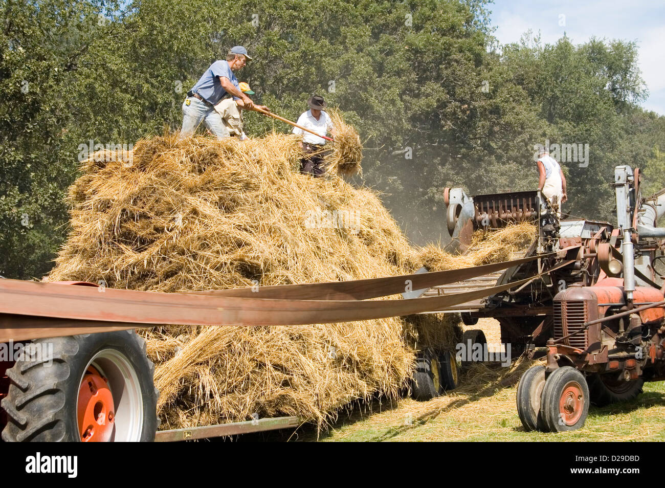 Workers Unloading Oats Into Threshing Machine Stock Photo - Alamy