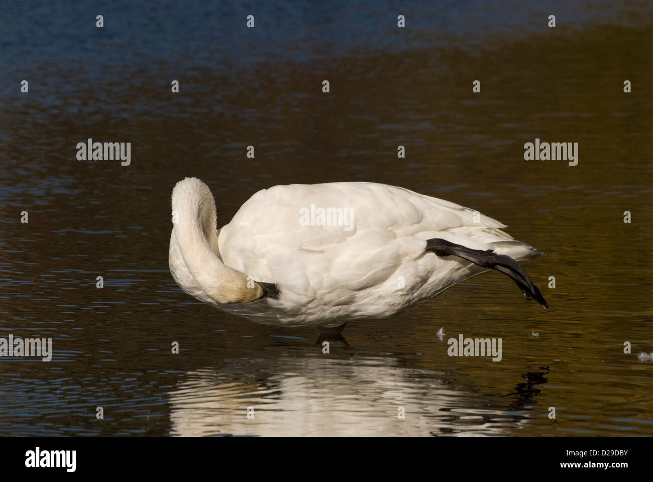 Trumpeter swans minnesota hi-res stock photography and images - Alamy