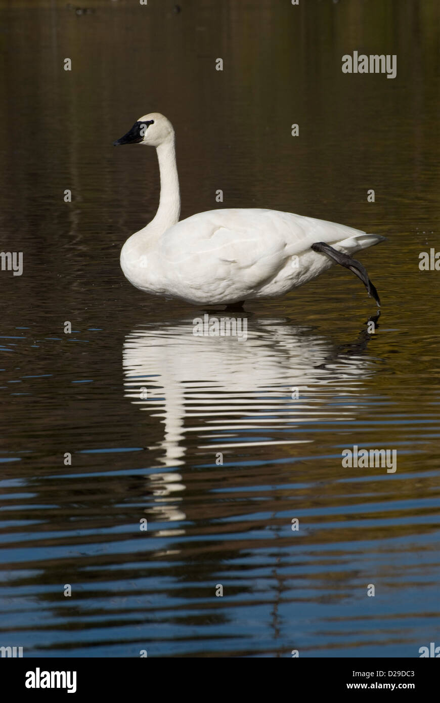 Trumpeter swans minnesota hi-res stock photography and images - Alamy