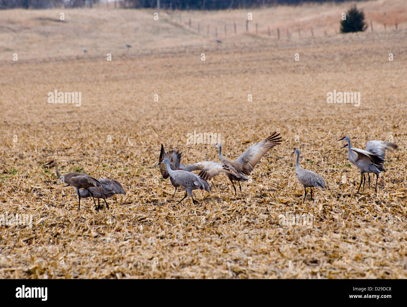 Sandhill cranes during spring mig Stock Photo - Alamy