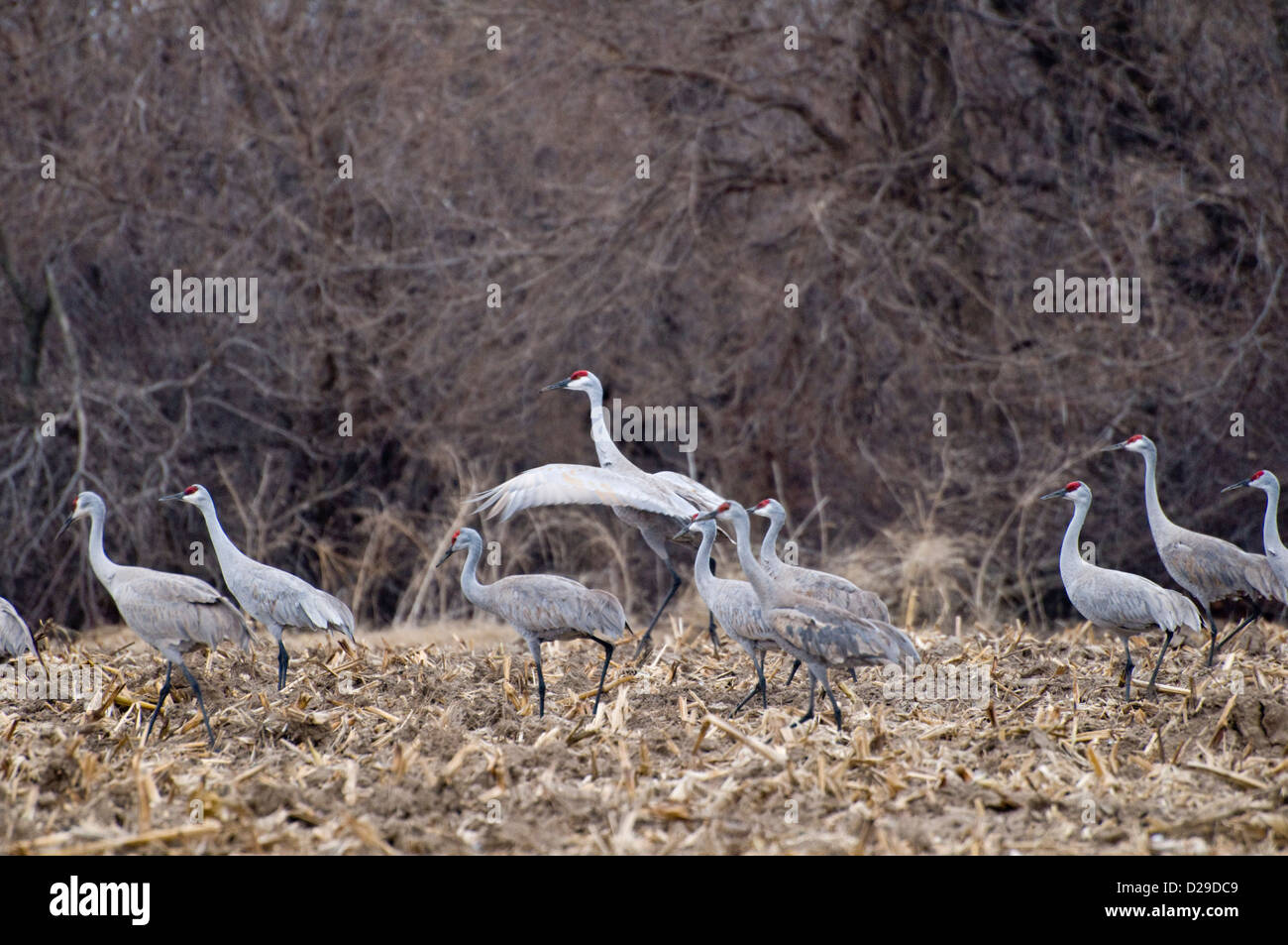 Sandhill cranes during spring mig Stock Photo - Alamy