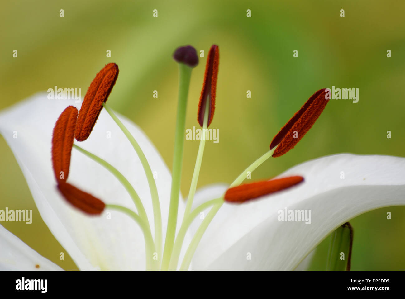 Lili flower hi-res stock photography and images - Alamy